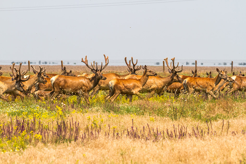 5 Ukrainian Biosphere Reserves You Have to Visit | UkieDaily.com
